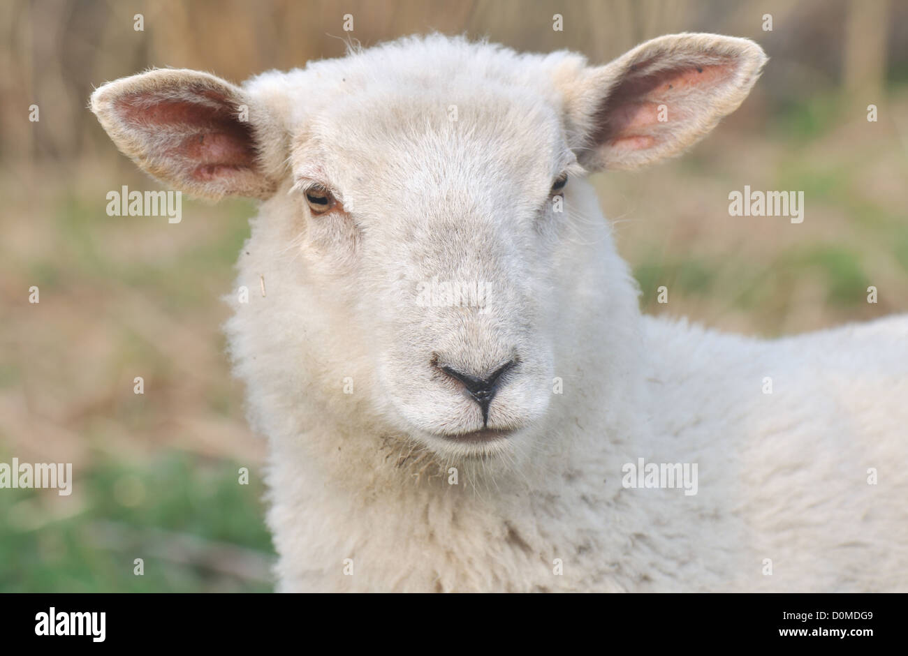 closeup on a lamb in a meadow Stock Photo - Alamy