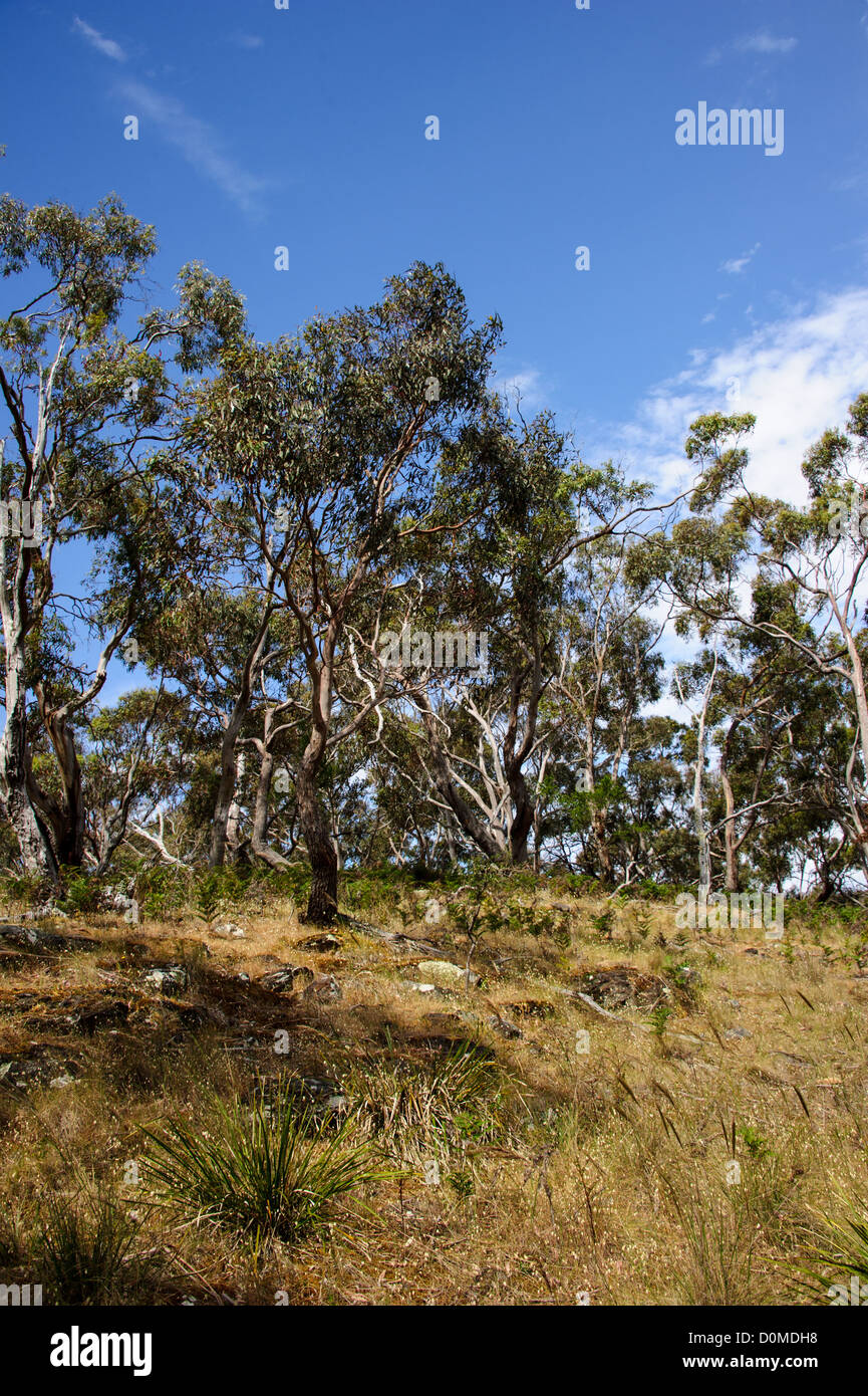 Gum ridge hi-res stock photography and images - Alamy
