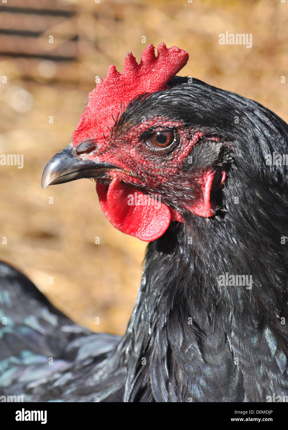 Hen beak hi-res stock photography and images - Alamy