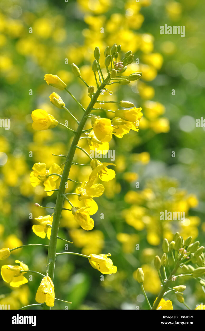 Colza flowers hi-res stock photography and images - Alamy