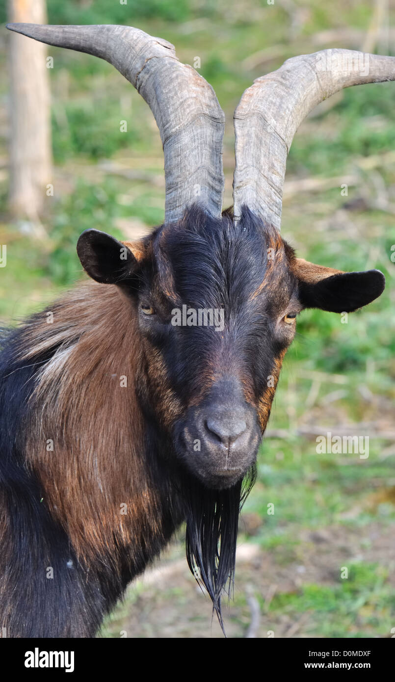 Portrait of the goat Stock Photo - Alamy