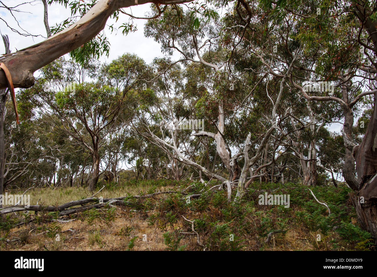 Australian Gumtrees on a rocky ridge near Mount Mercer Victoria ...