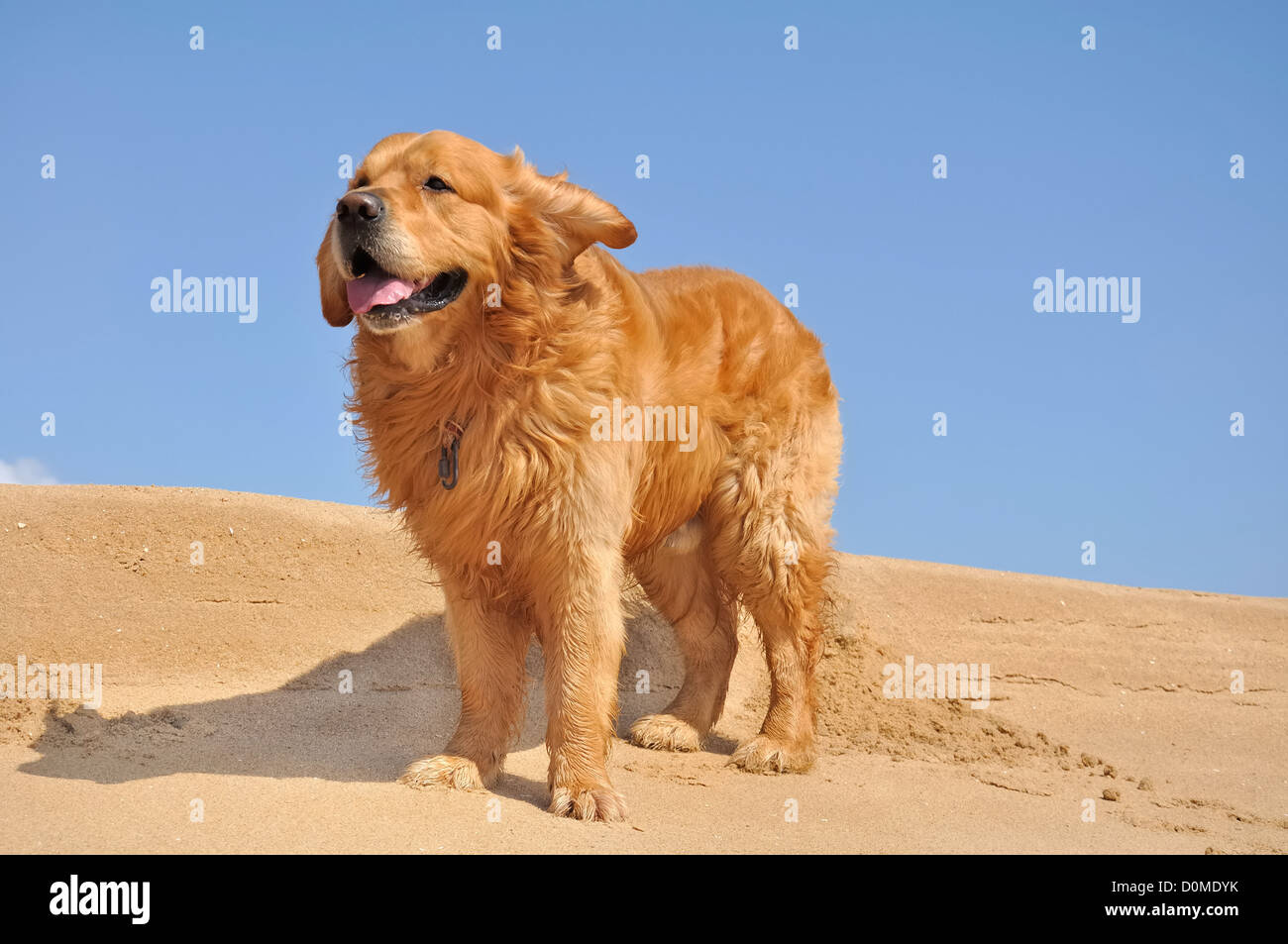 a beautiful golden retriever standing alone on a sandy beach windy ...