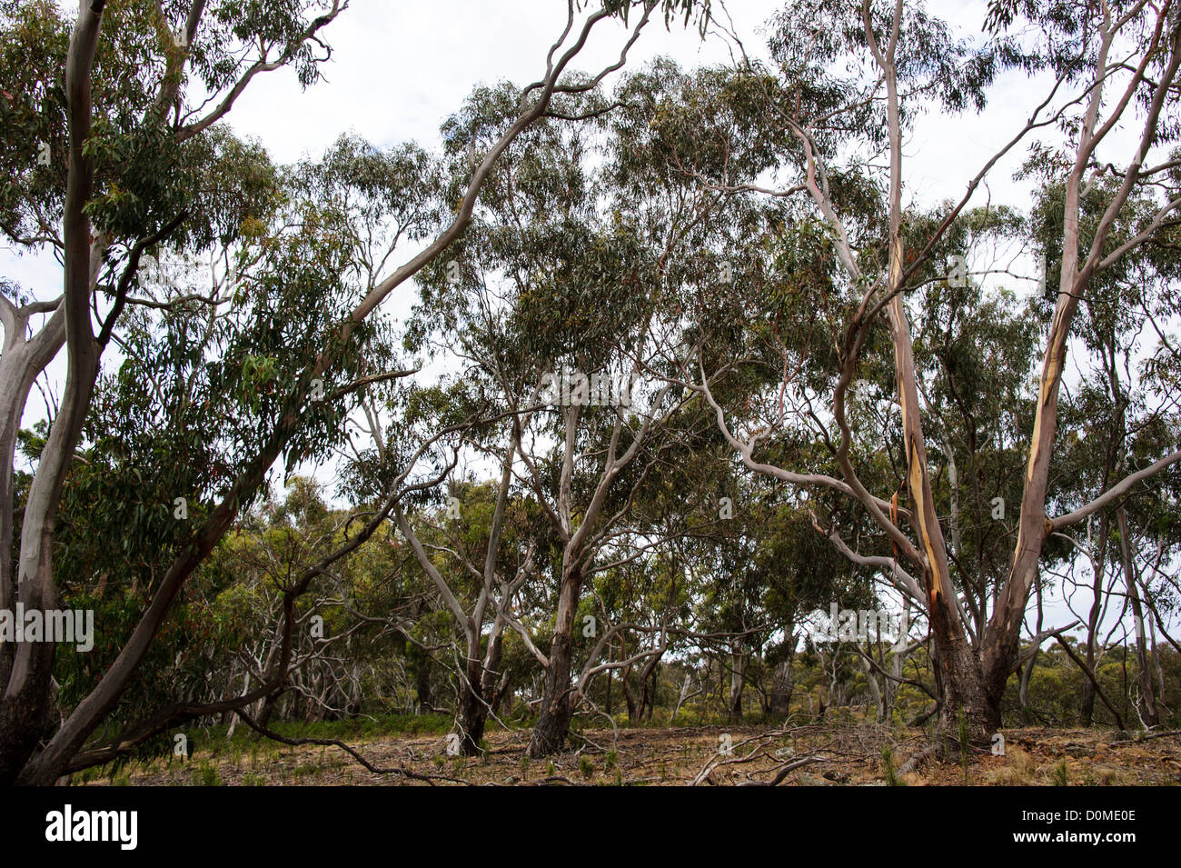 Gumtrees High Resolution Stock Photography and Images - Alamy