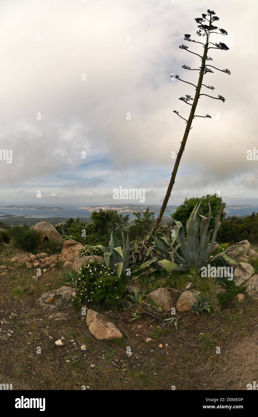 Agave's flower, Caprera island, Sardinia, Italy Stock Photo - Alamy