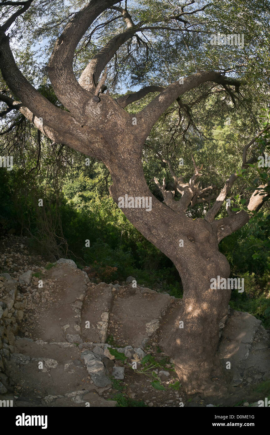 Holm-tree, Sardinia, Italy Stock Photo - Alamy
