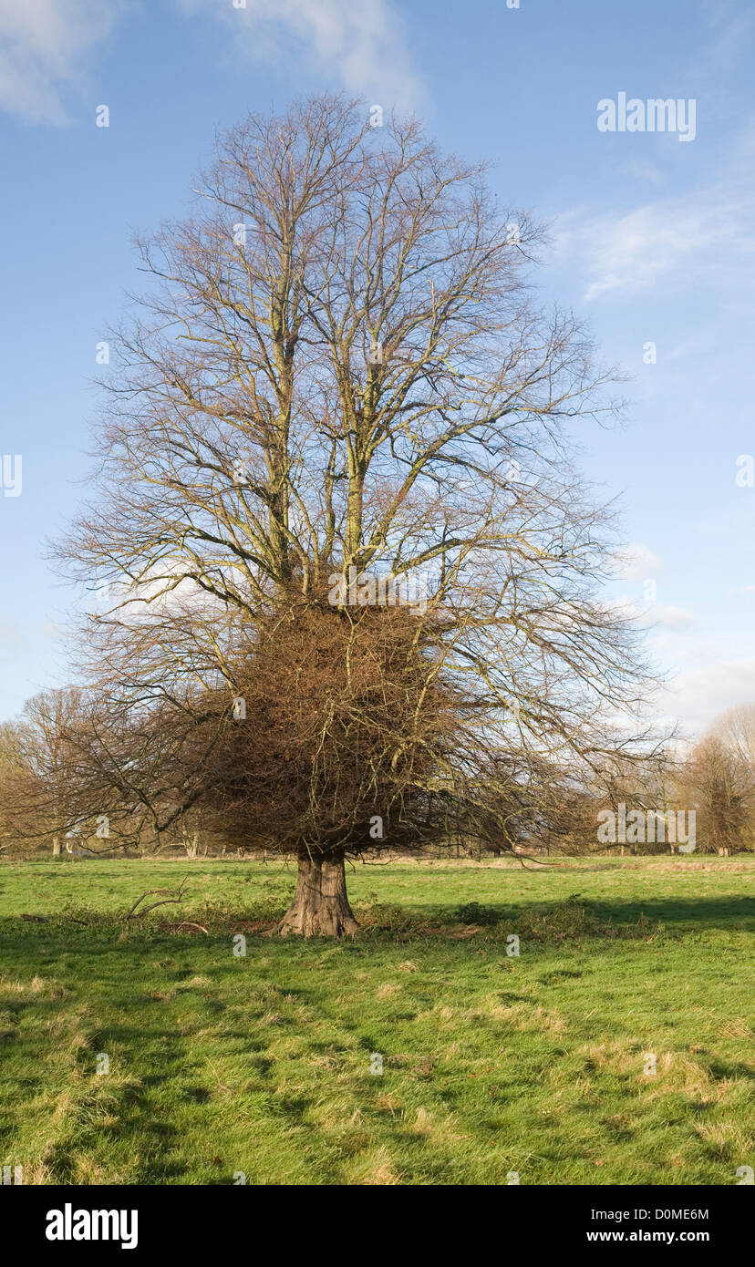 Linden tree uk hi-res stock photography and images - Alamy