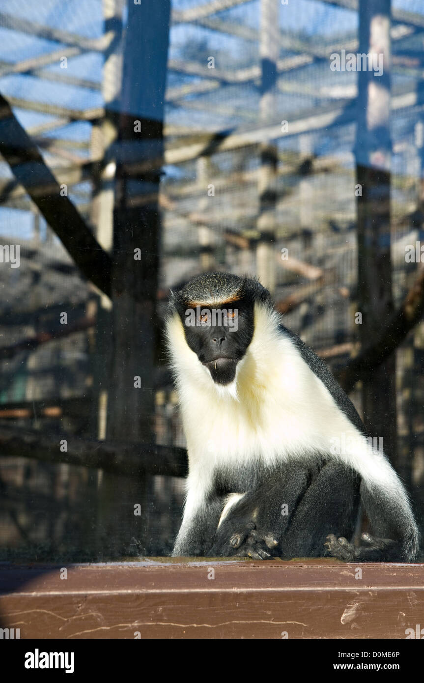 Diana monkey looking through glass hi-res stock photography and images ...