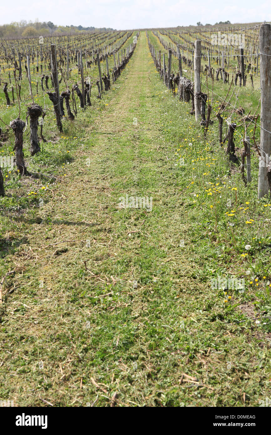 Field of bare grapevines Stock Photo - Alamy