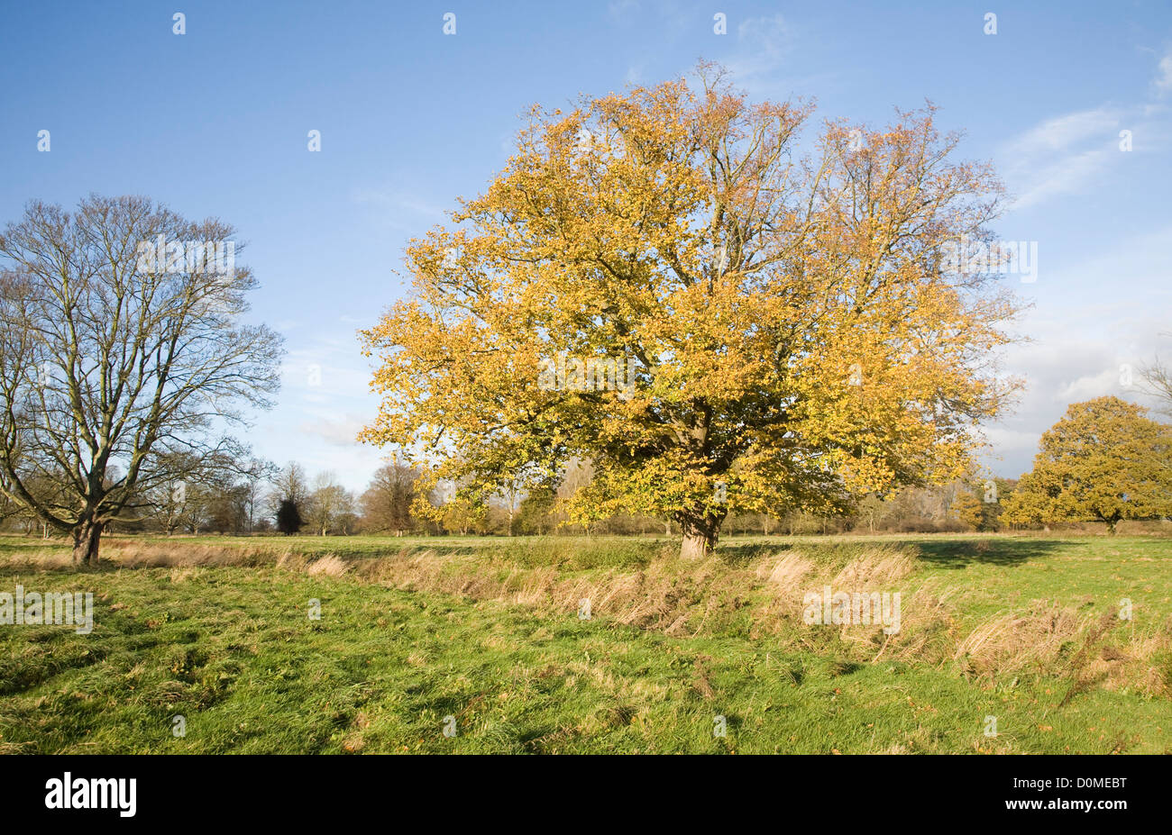 Yellow leaves lime tree in autumn Sutton, Suffolk, England Stock Photo ...
