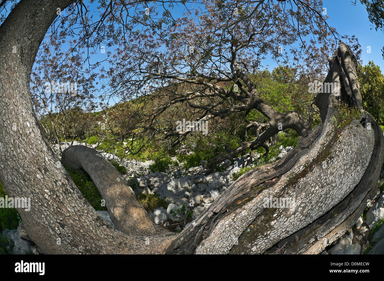 cork-trees deformed by the wind, Sardinia, Italy Stock Photo - Alamy