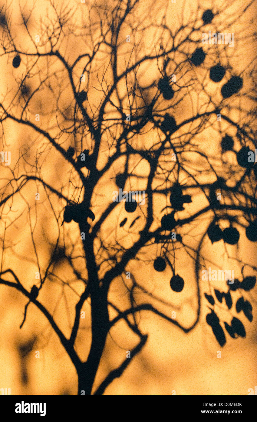 On a wall, the shadow of a persimmon covered with fruit Stock Photo - Alamy