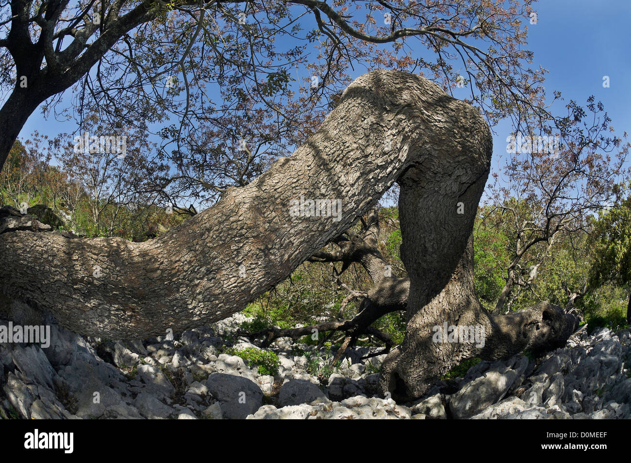 a cork-tree deformed by the wind, Sardinia, Italy Stock Photo - Alamy