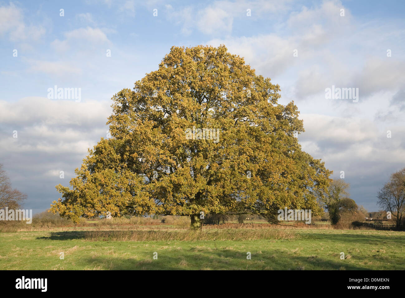 Symmetrical tree hi-res stock photography and images - Alamy