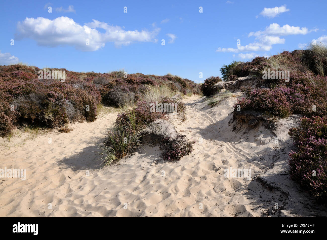 Heather sand hi-res stock photography and images - Alamy