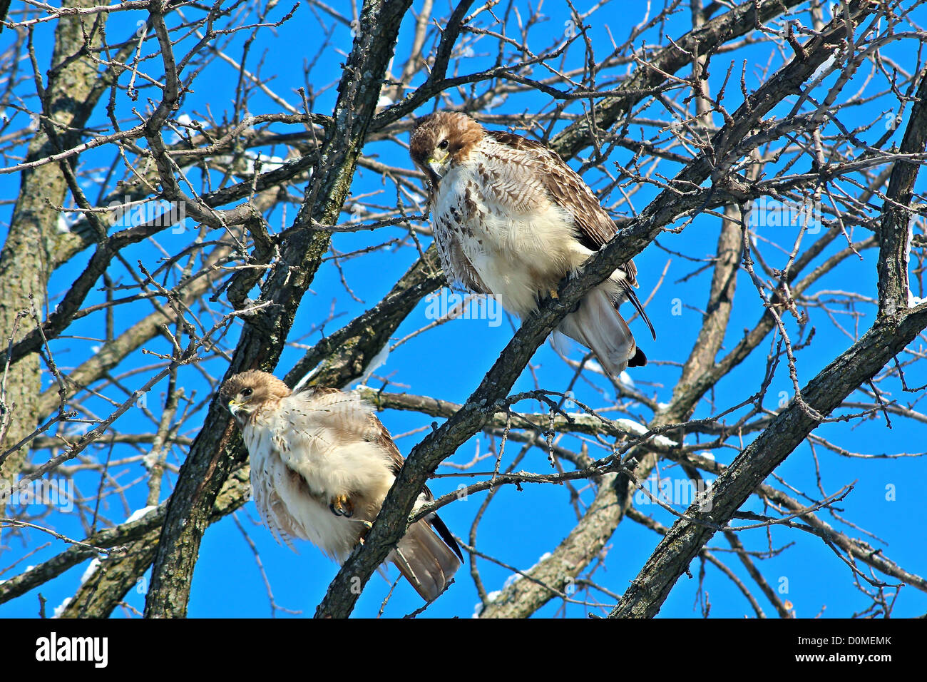 Types of owls hi-res stock photography and images - Alamy