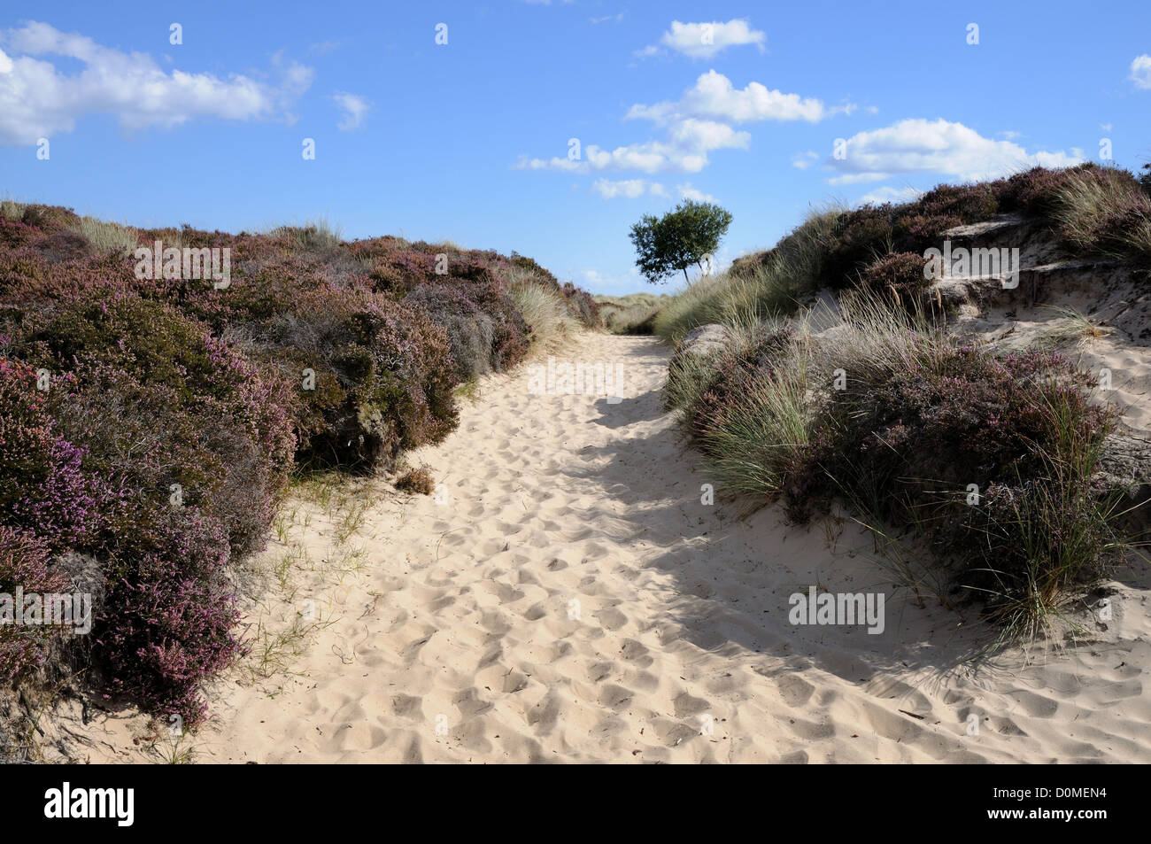 Sand Dunes Dorset Coast Stock Photo - Alamy