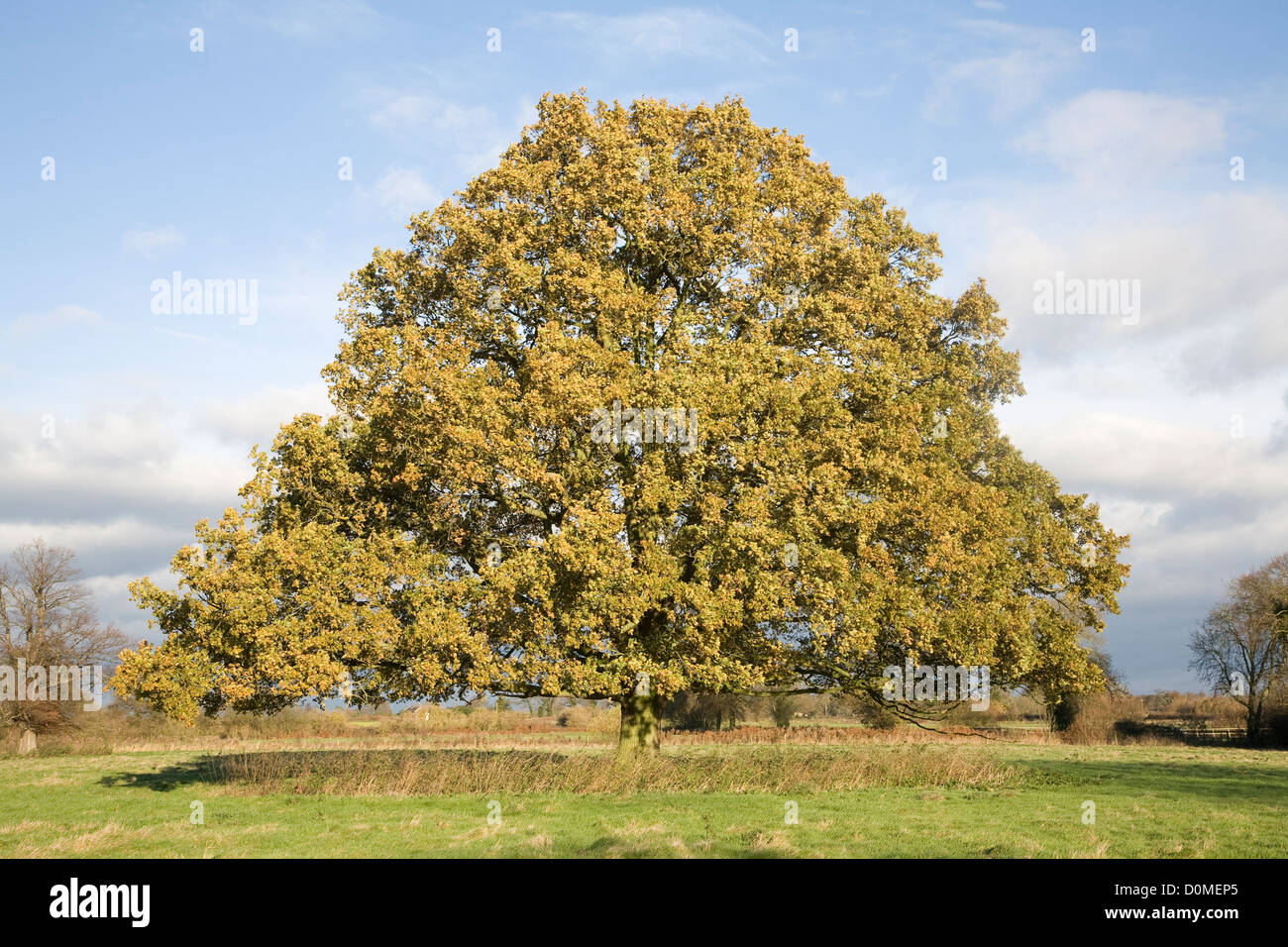 Single oak tree quercus robur autumn leaves standing alone in field ...