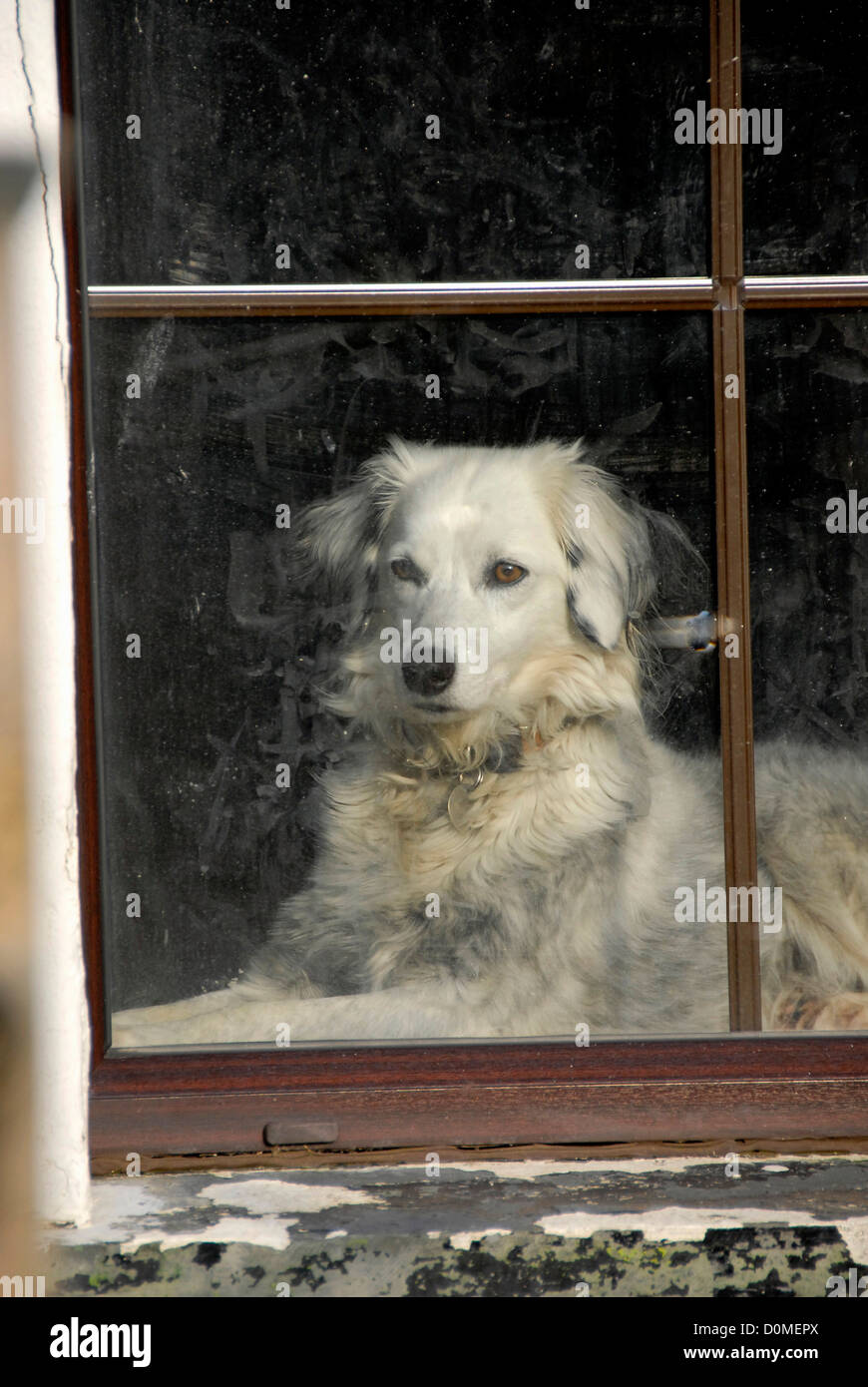 Dog owner cottage uk hi-res stock photography and images - Alamy