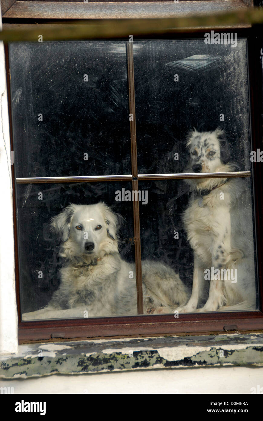 Dogs waiting for owner in small country cottage window, Pembrokeshire ...