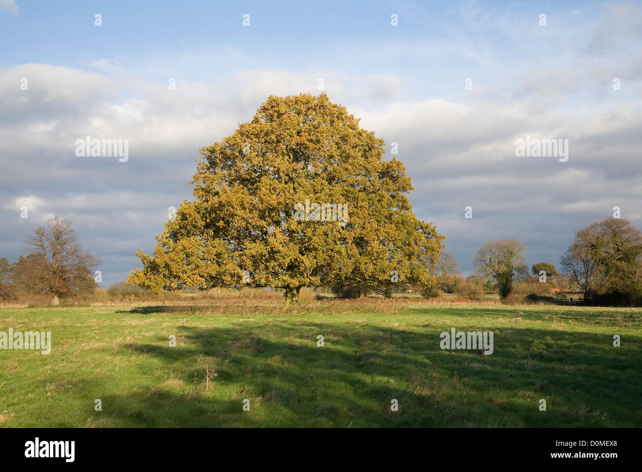 Single tree in autumn colour hi-res stock photography and images - Alamy