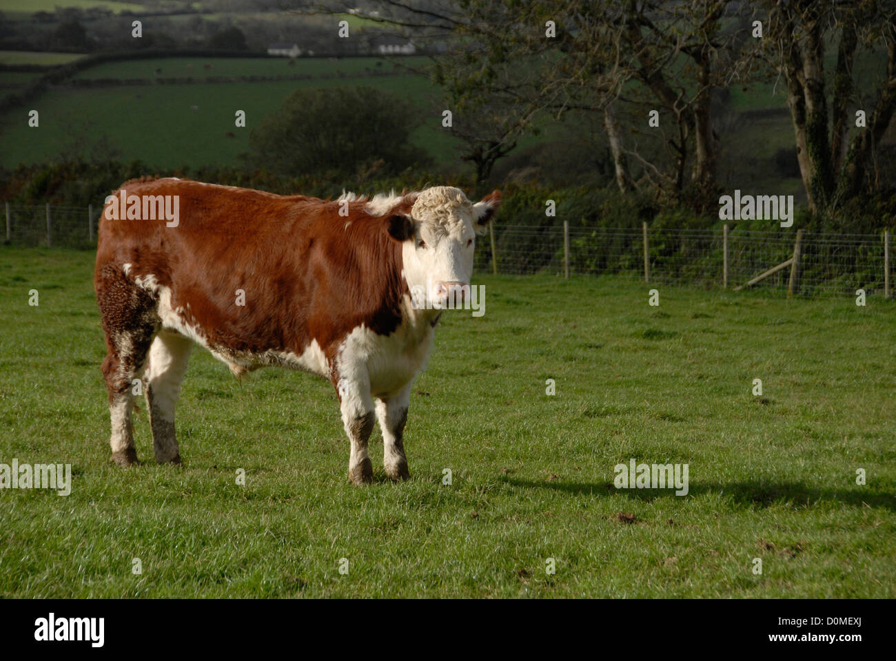 Rural scene in wales hi-res stock photography and images - Alamy