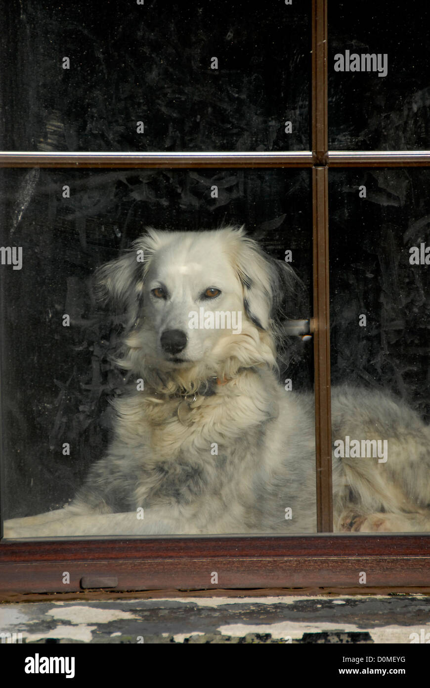 Dog waiting for owner in small country cottage window, Pembrokeshire ...