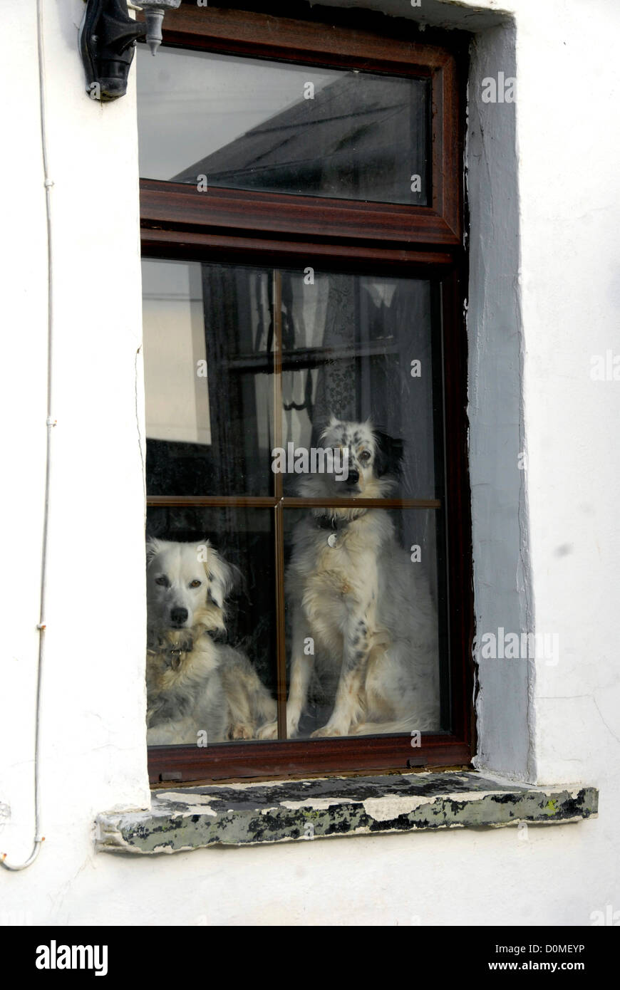 Dogs waiting for owner in small country cottage window, Pembrokeshire ...