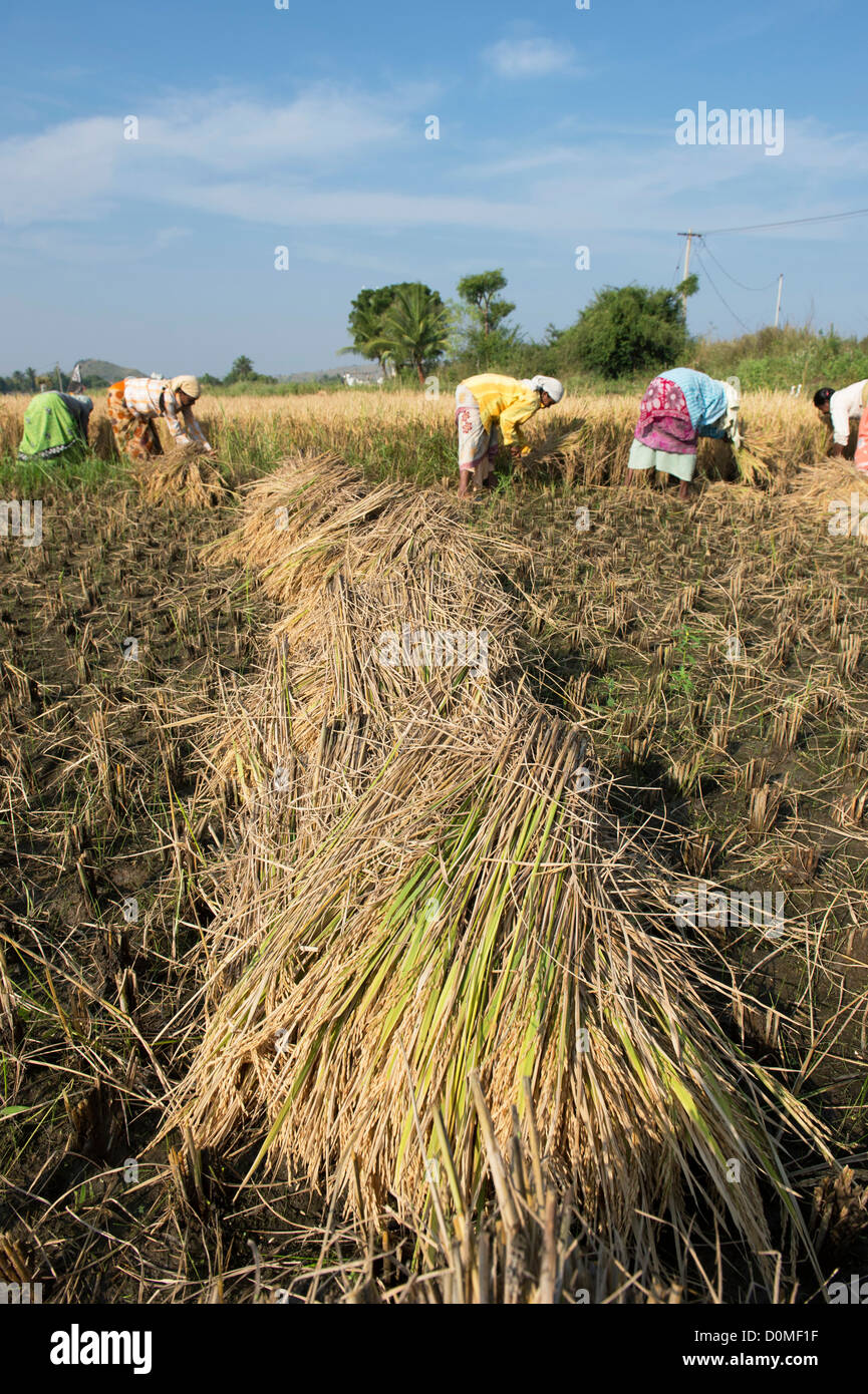 Indian women cutting rice plants hi-res stock photography and images ...