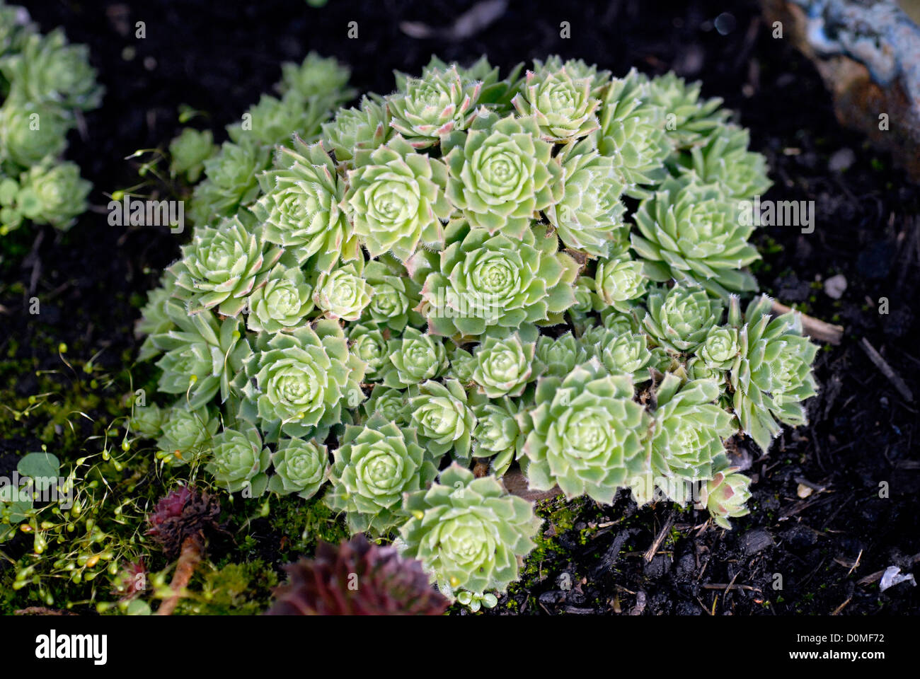 Alpine plant hi-res stock photography and images - Alamy