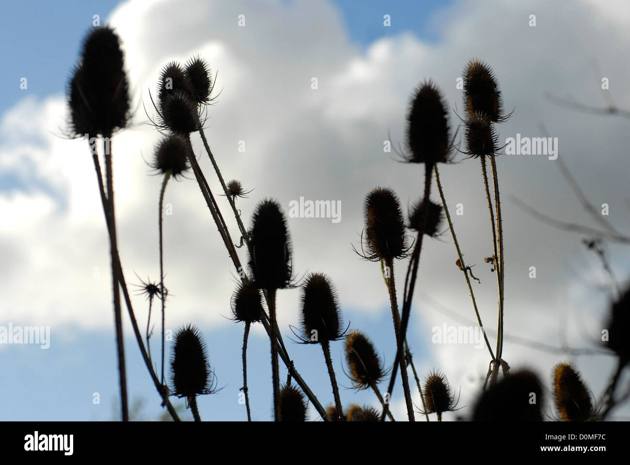 Teazel hi-res stock photography and images - Alamy