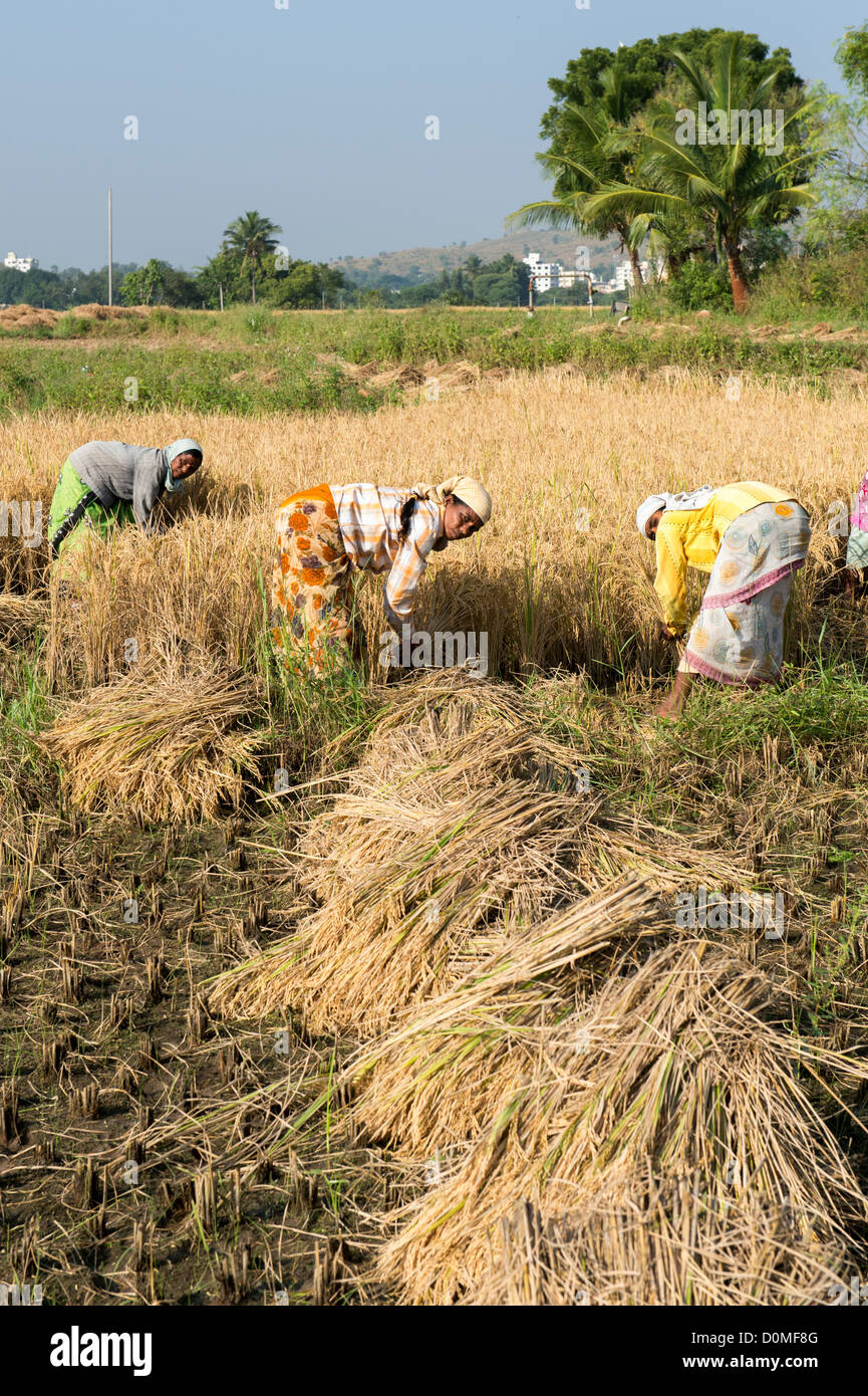 Indian women cutting rice in the middle of a ripe paddy field with a ...