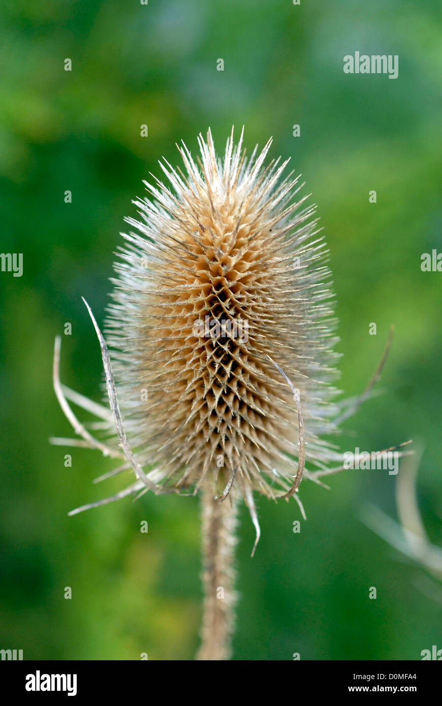 Teasel teazel teazle seed heads in late autumn, Wales UK Stock Photo ...