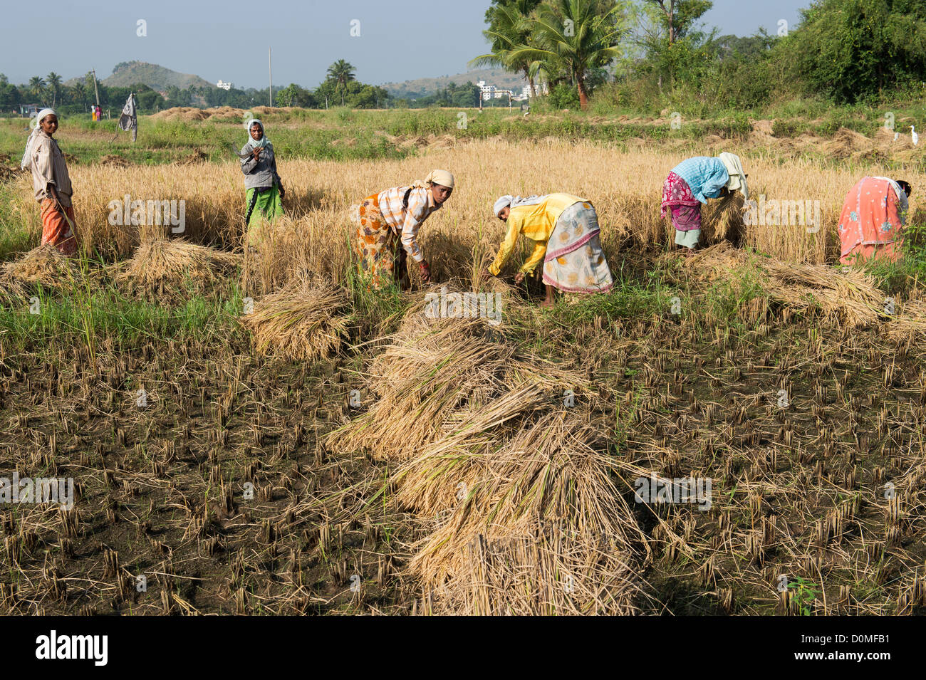 Indian women cutting rice in the middle of a ripe paddy field with a ...