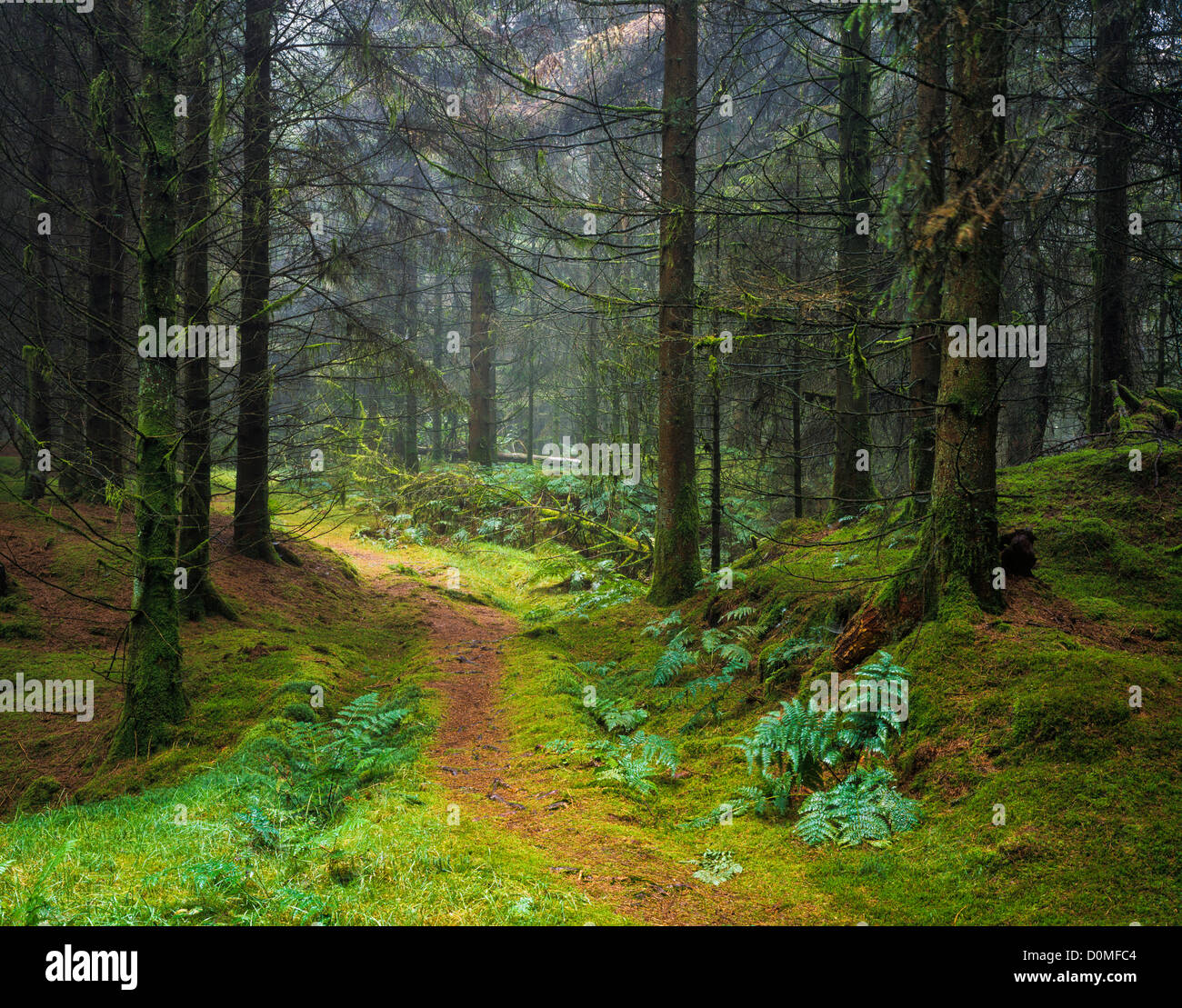 Pathway through a forest Stock Photo - Alamy