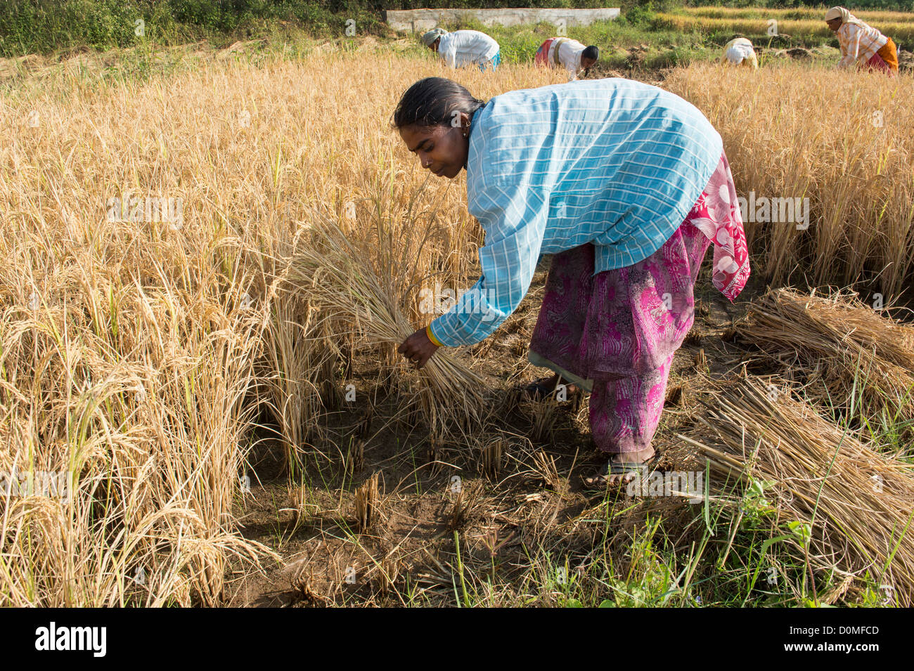 Cut rice plants by hand hi-res stock photography and images - Alamy