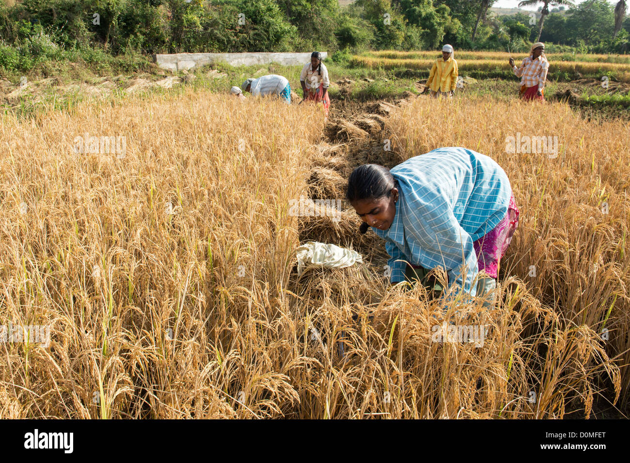 Indian women cutting rice in the middle of a ripe paddy field with a ...
