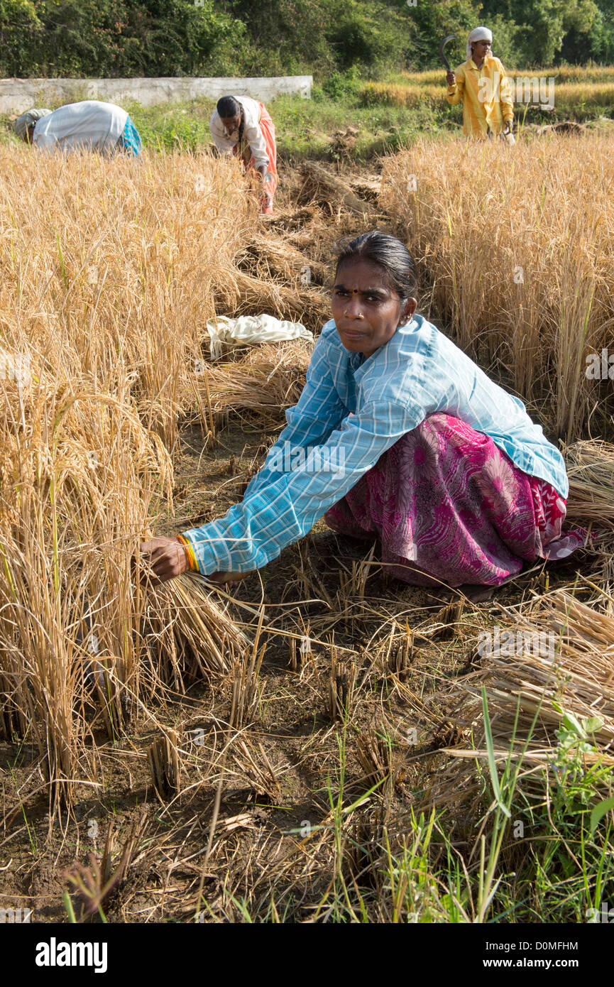 Indian women cutting rice in the middle of a ripe paddy field with a ...