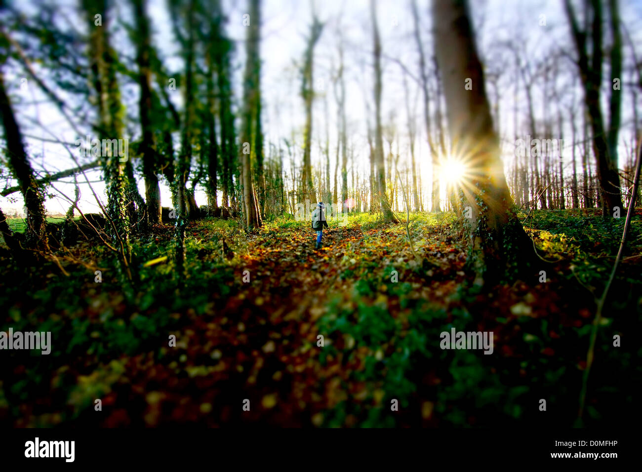 Young boy walking through trees in a wooded area with sun flair ...