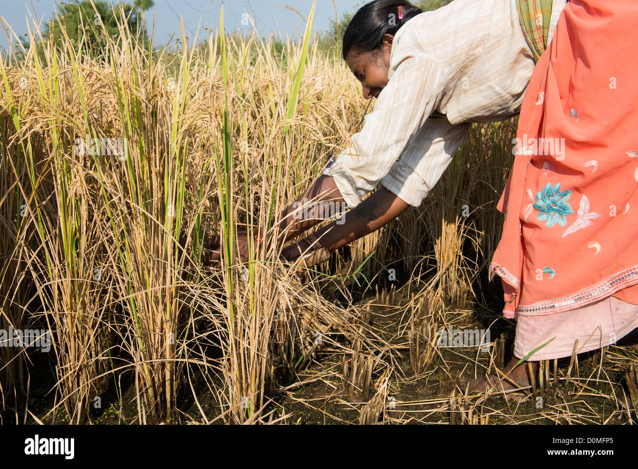 Indian women cutting rice plants hi-res stock photography and images ...