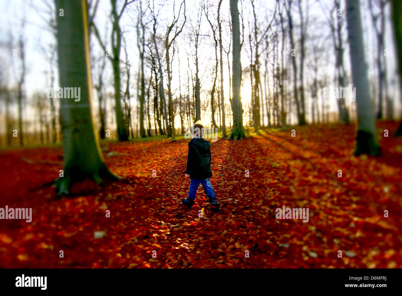 Young boy walking through trees in a wooded area with sun flair ...