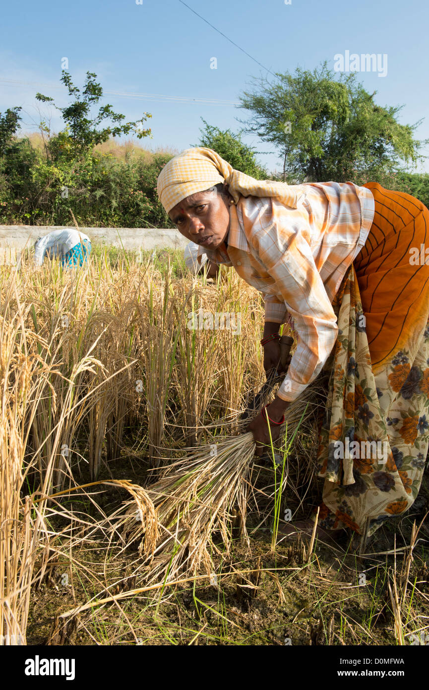 Indian women cutting rice in the middle of a ripe paddy field with a ...