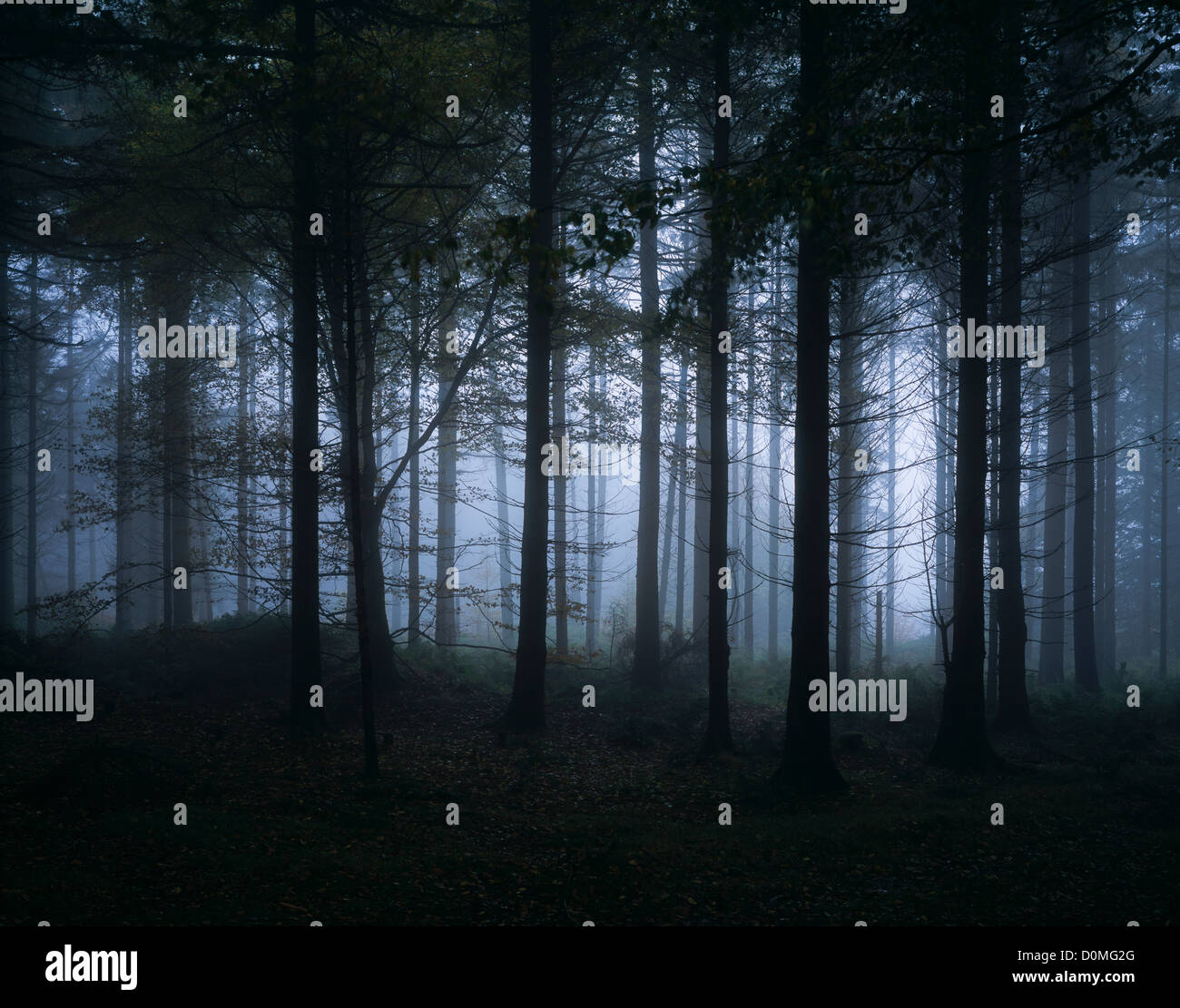 Misty morning scene in a forest. Stockhill Wood, Mendip Hills, Somerset ...