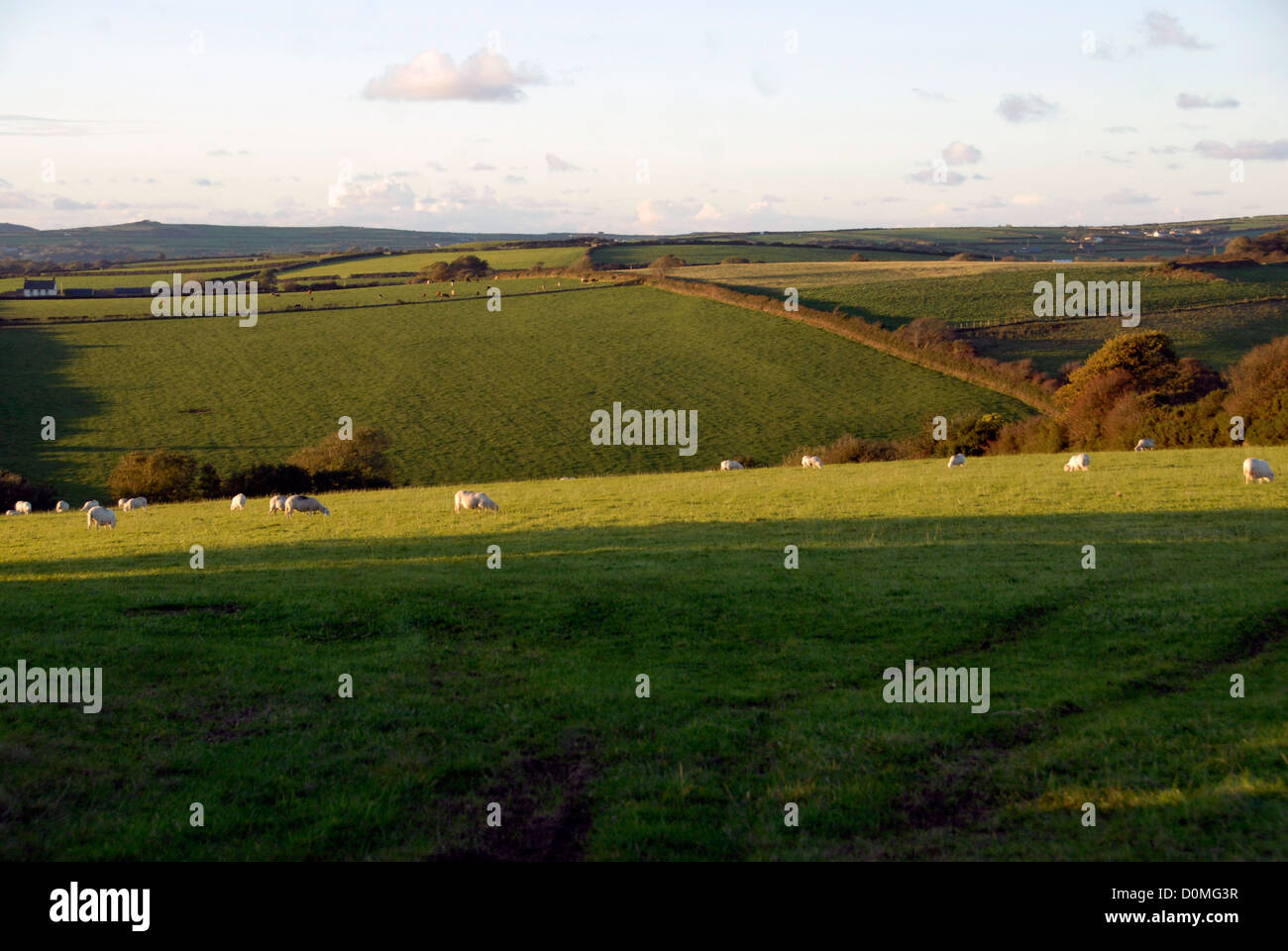 Sheep in green fields in south Wales UK Stock Photo - Alamy