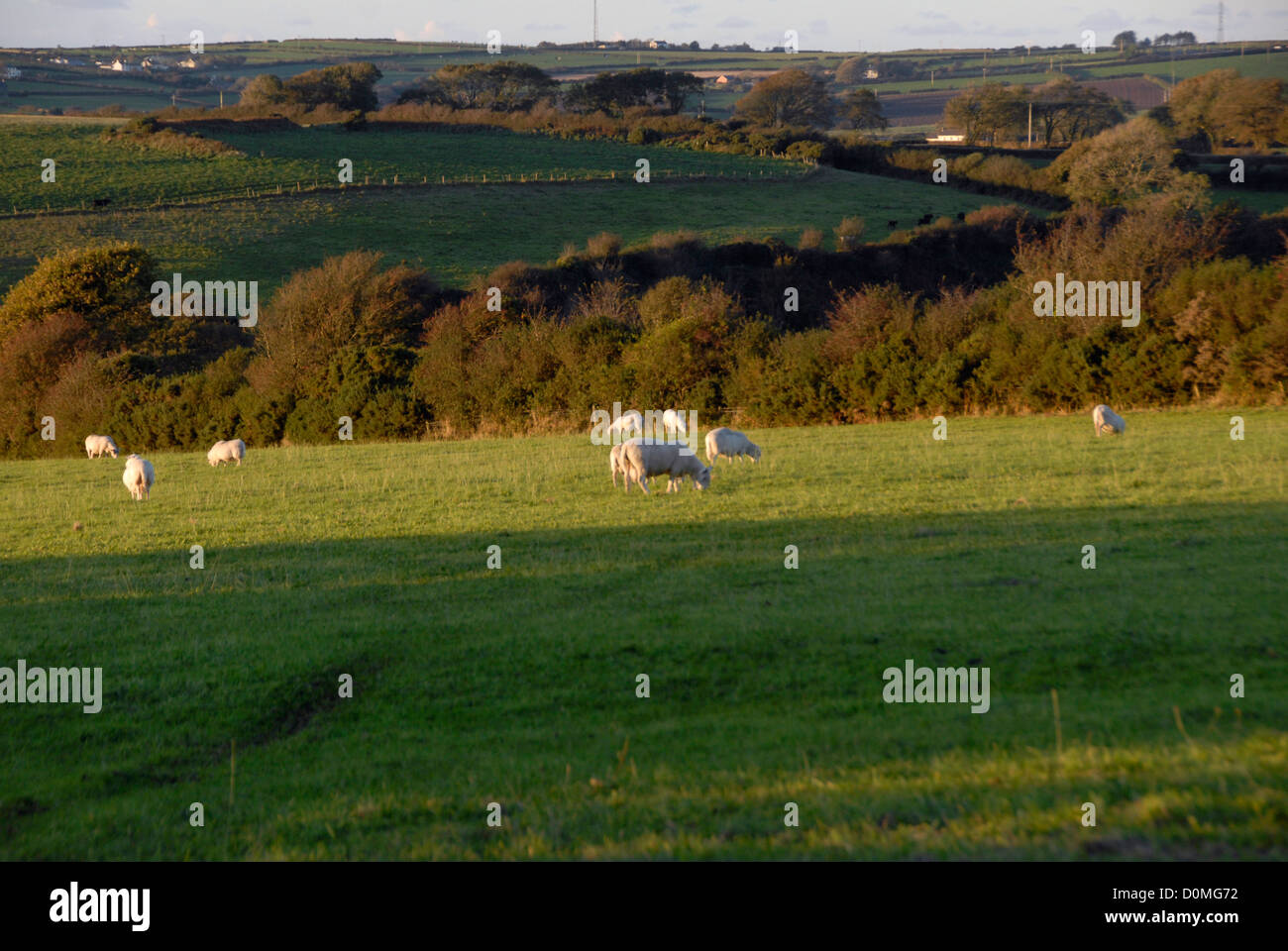 Green fields wales hi-res stock photography and images - Alamy