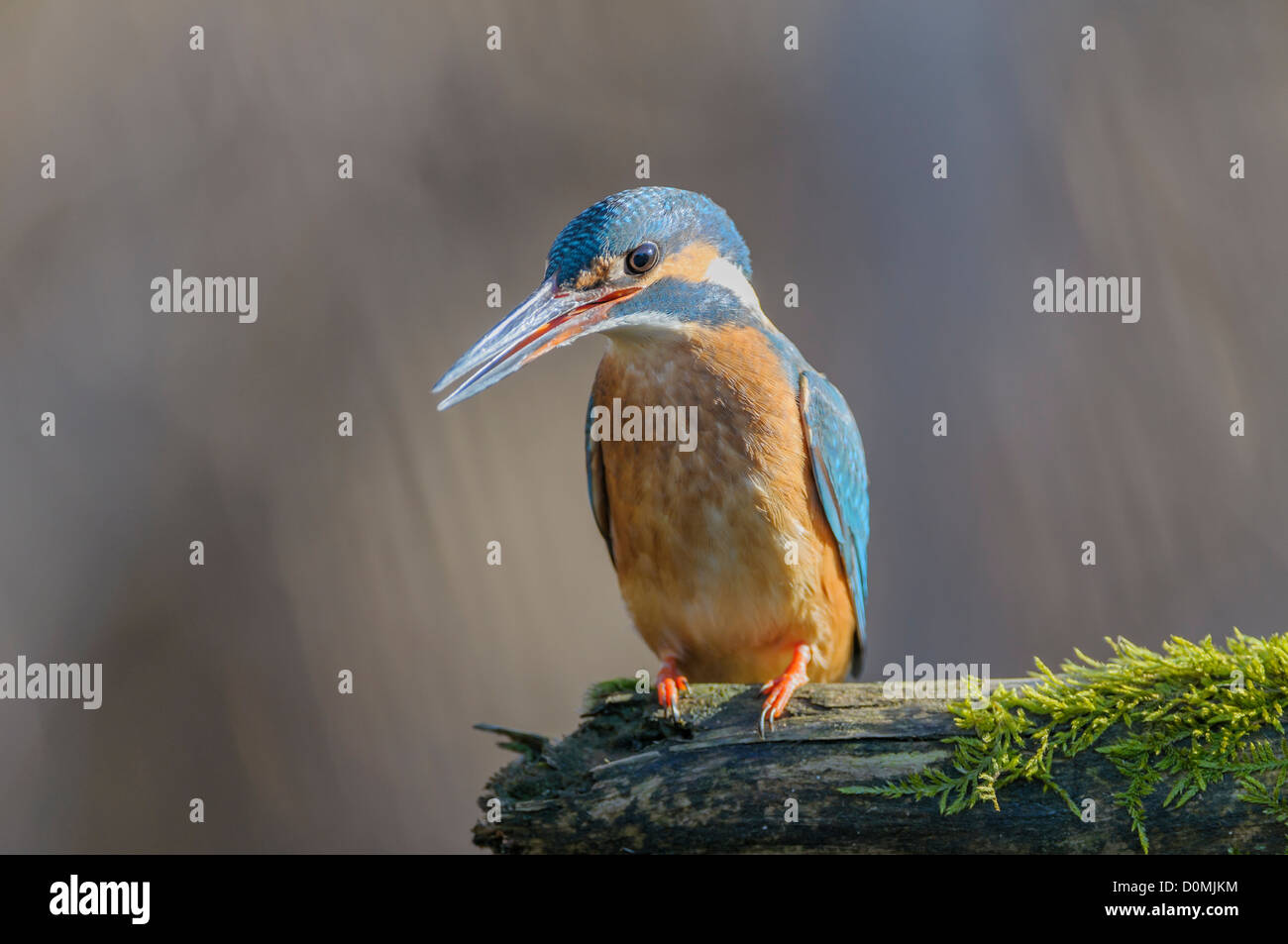 Eisvogel ,Alcedo atthis, common kingfisher Stock Photo - Alamy