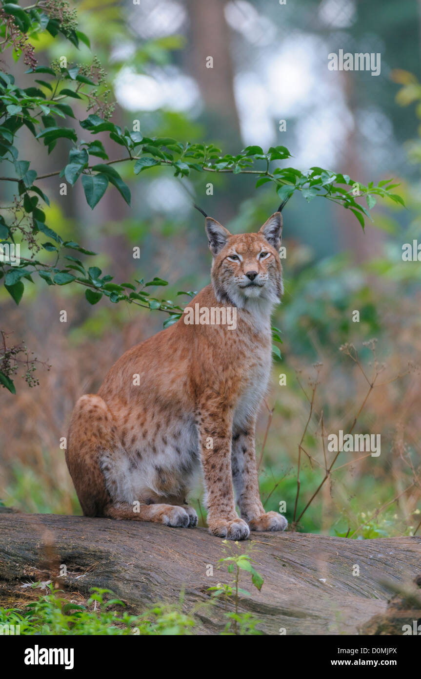 Europaischer Luchs High Resolution Stock Photography and Images - Alamy