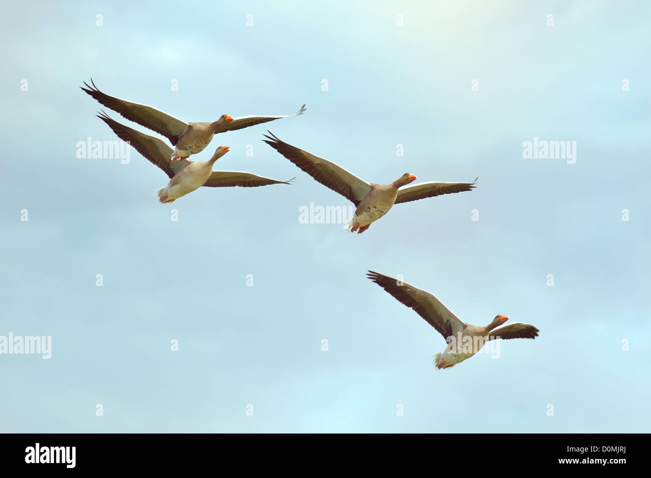 Four gray geese in flight Stock Photo - Alamy