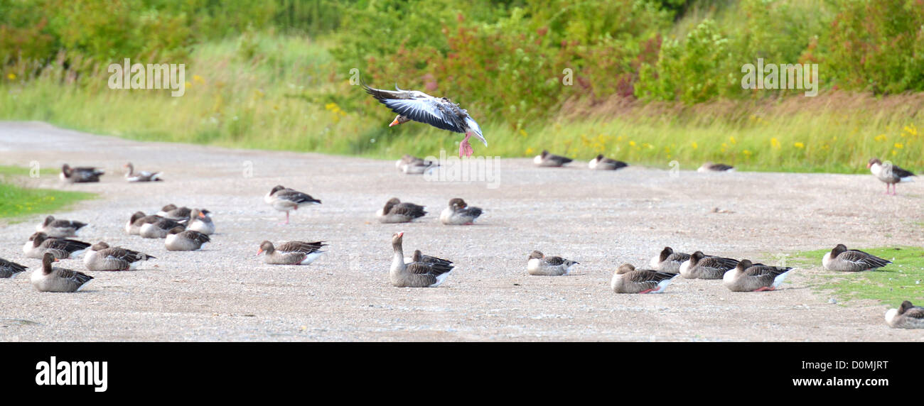 Nap_time hi-res stock photography and images - Alamy