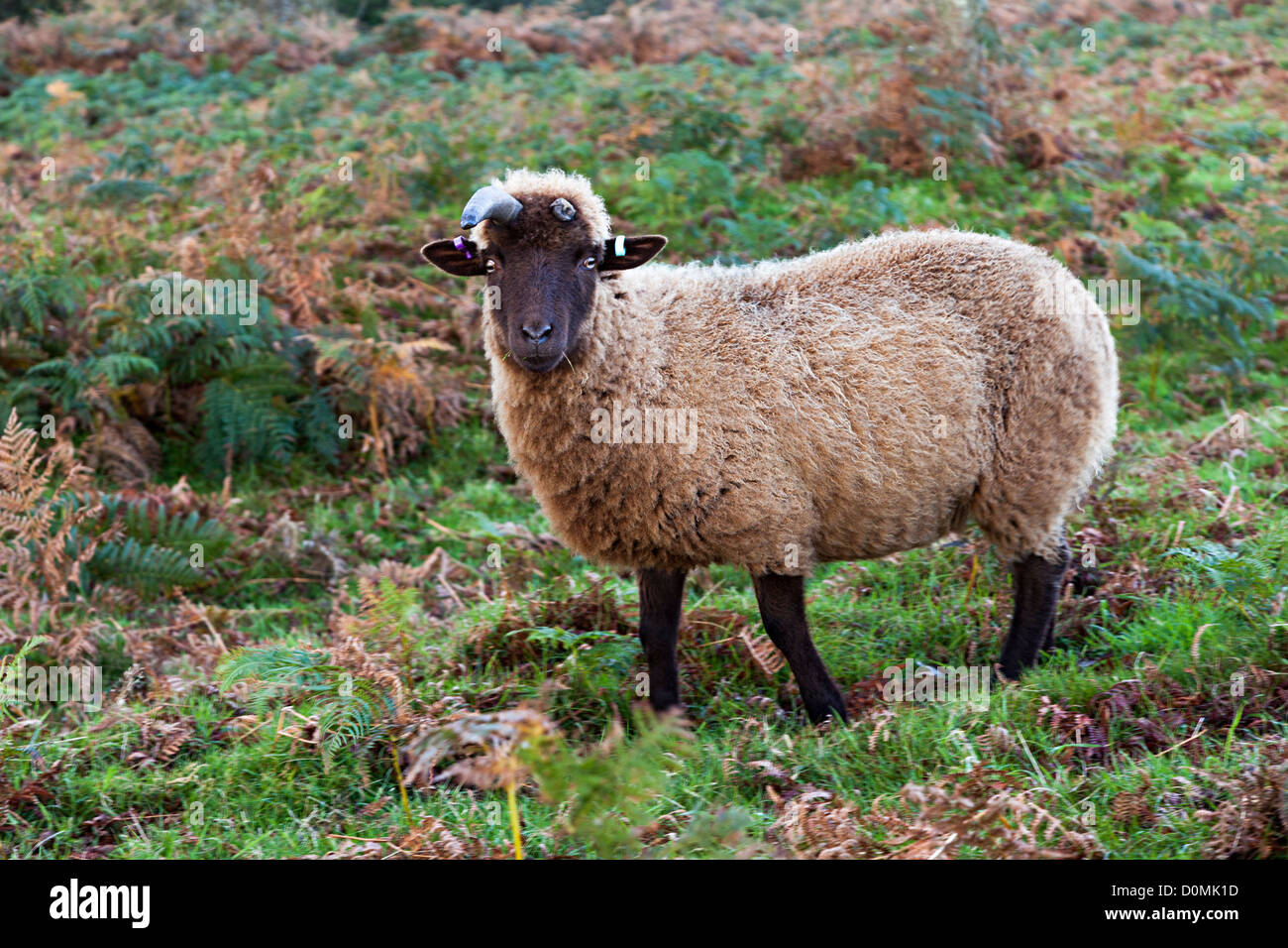 Manx Loaghtan sheep, Jersey, Channel Islands, UK Stock Photo - Alamy